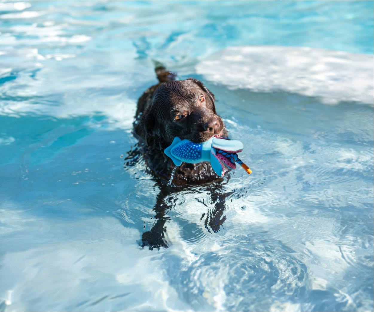 How to Pack the Perfect Summer Adventure Bag for Your Dog – fabdog®