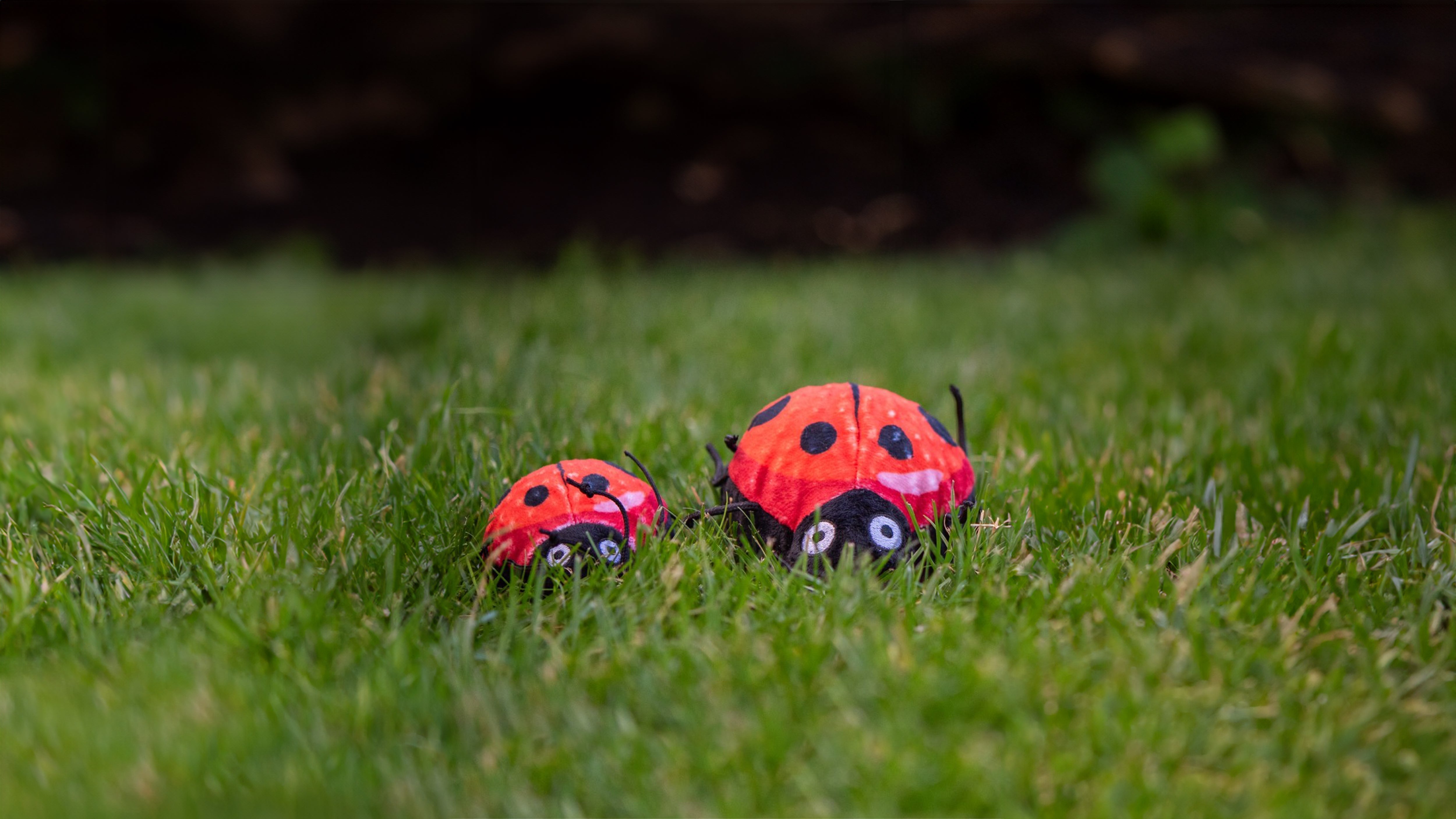 How to Host a Dog-Friendly Picnic This Spring – fabdog®