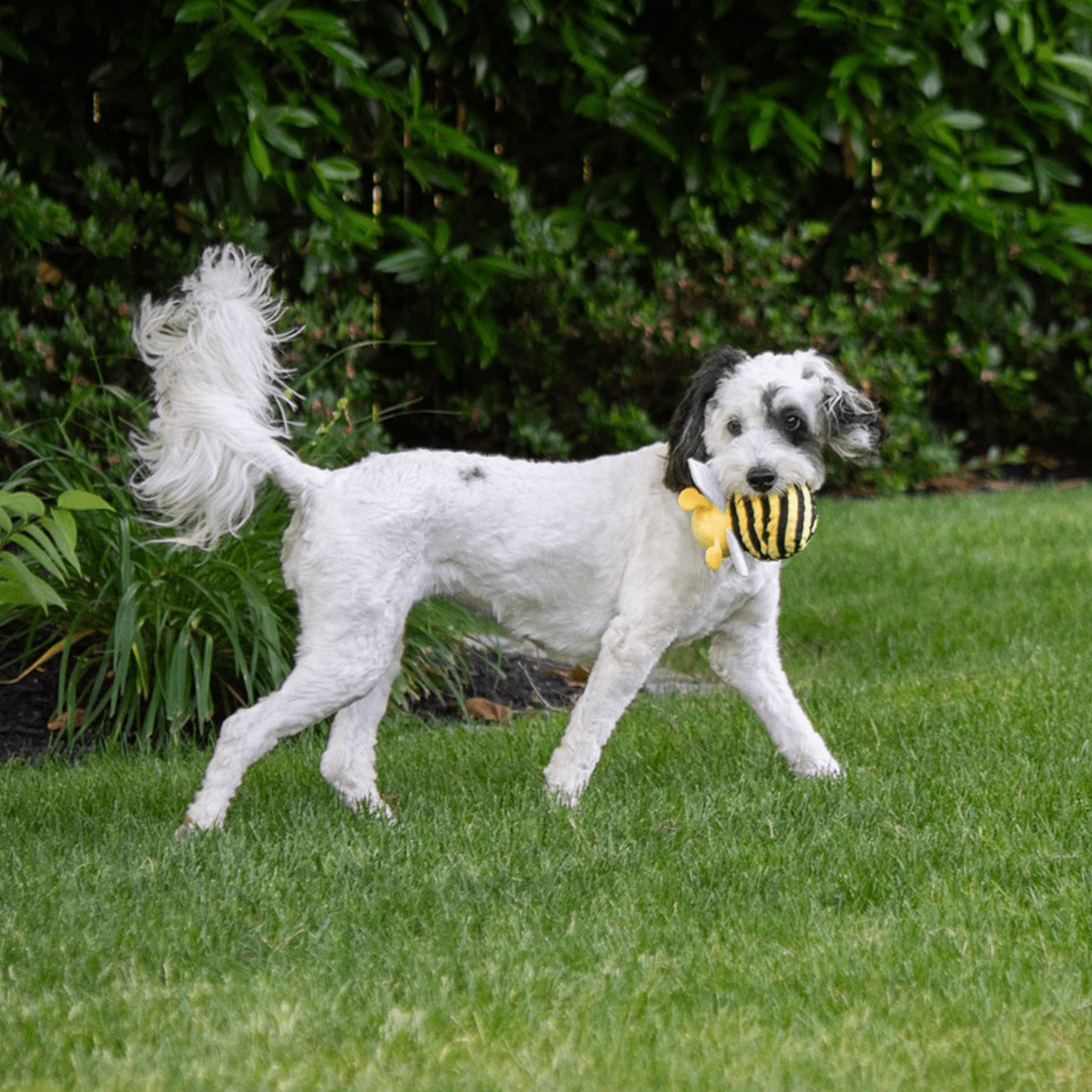 fabdog® made for dogs • loved by humans ️